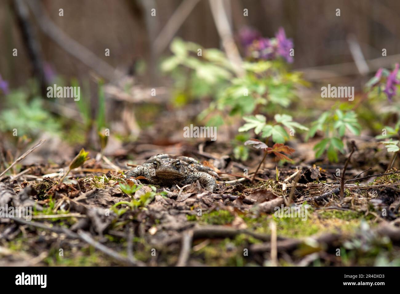 common toad hides among dry foliage and spring vegetation Stock Photo ...