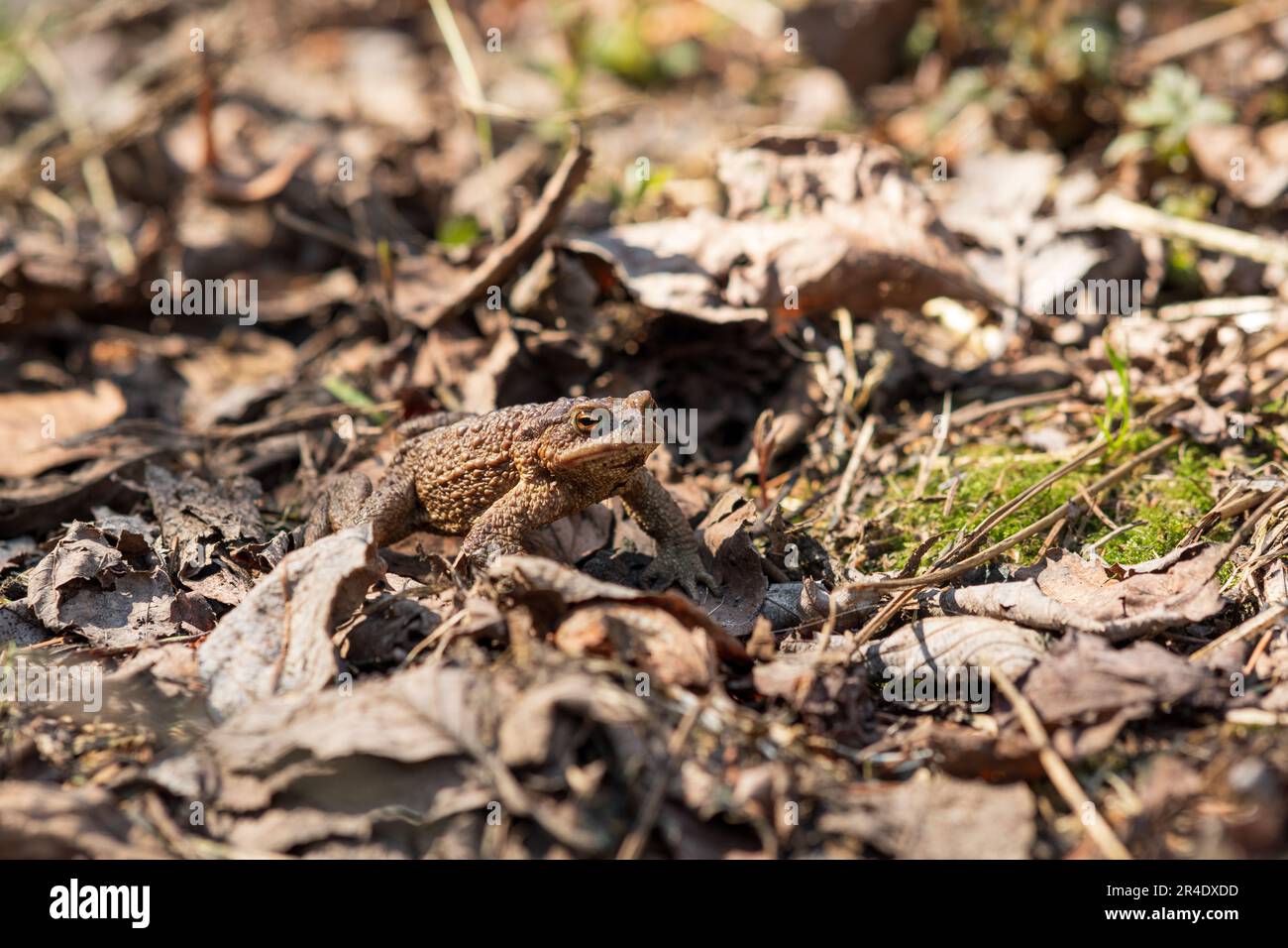 common toad after hibernation among dry foliage Stock Photo - Alamy