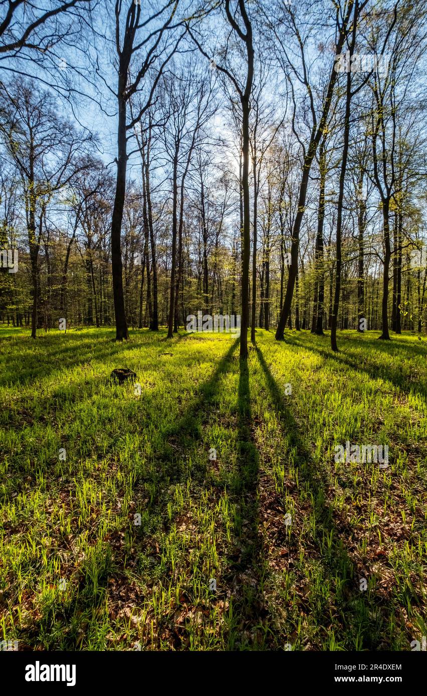 Landscape in spring forest with shadows Stock Photo - Alamy