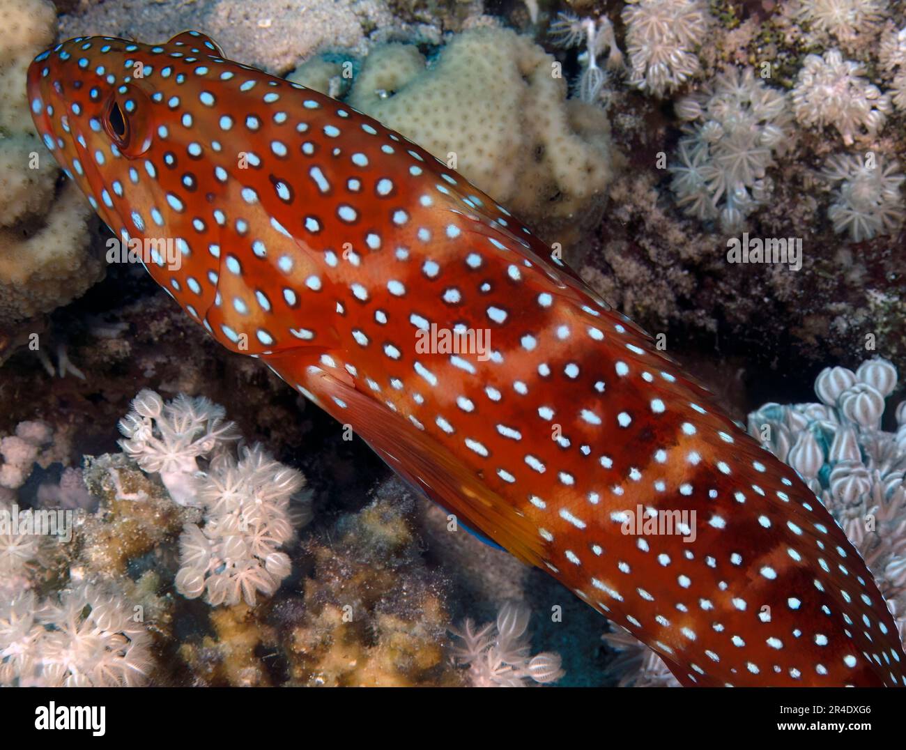 A Coral Grouper (Cephalopholis miniata) in the Red Sea, Egypt Stock ...