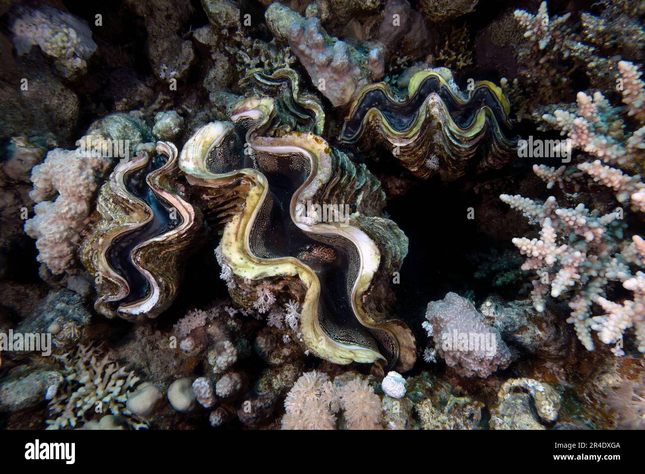 A Fluted Giant Clam (Tridacna squamosa) in the Red Sea, Egypt Stock ...
