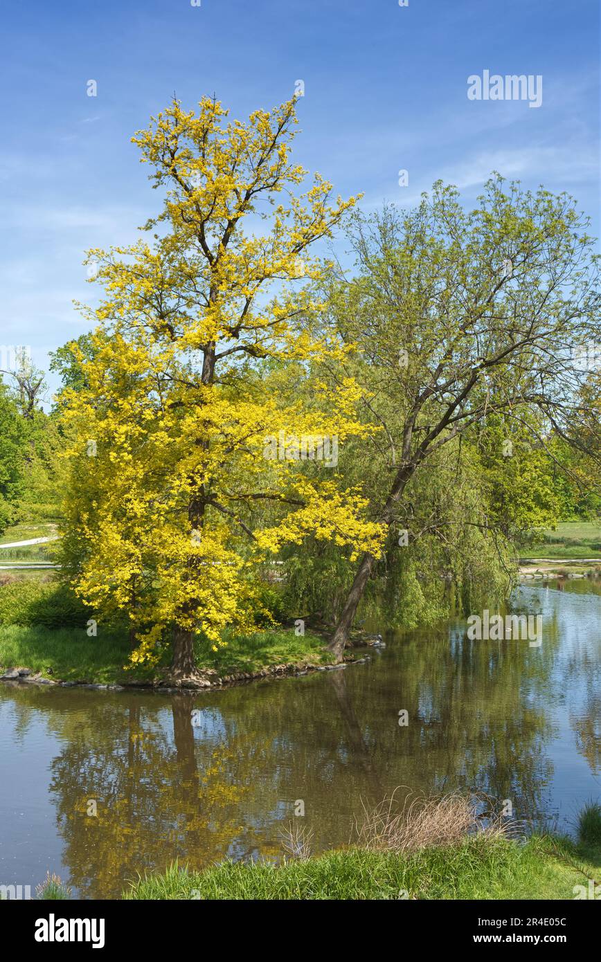 Quercus robur, the pedunculate oak growing on the bank of the pond in ...