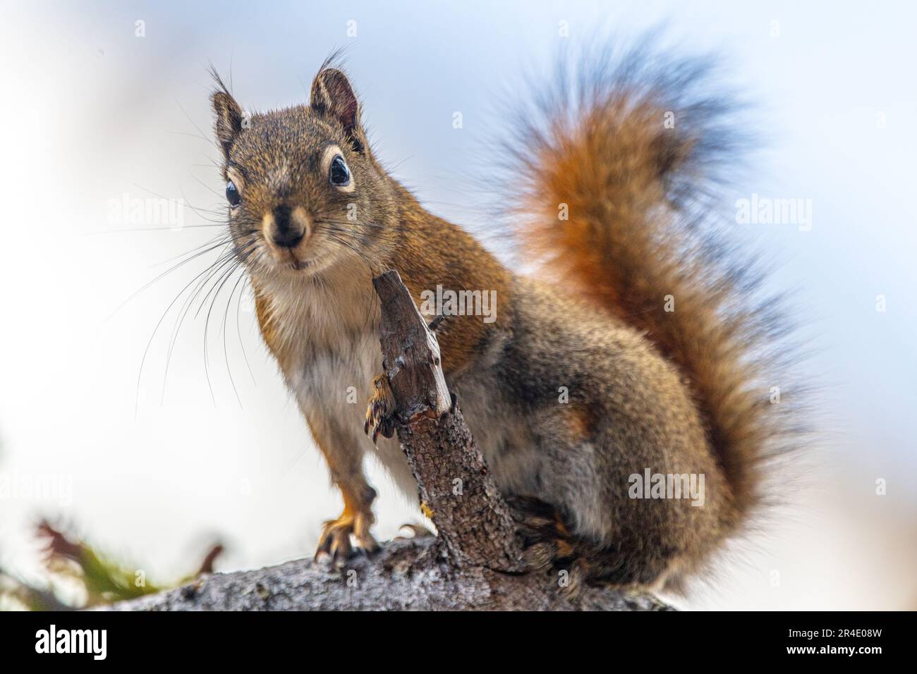 Arctic squirrel hi-res stock photography and images - Alamy