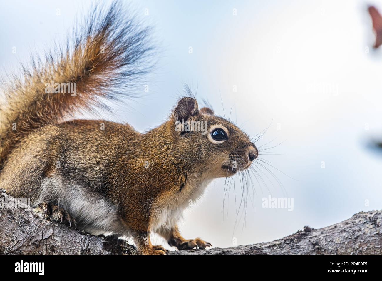 Arctic ground squirrel seen in northern Canada in the wild with close up shots and blurred ...