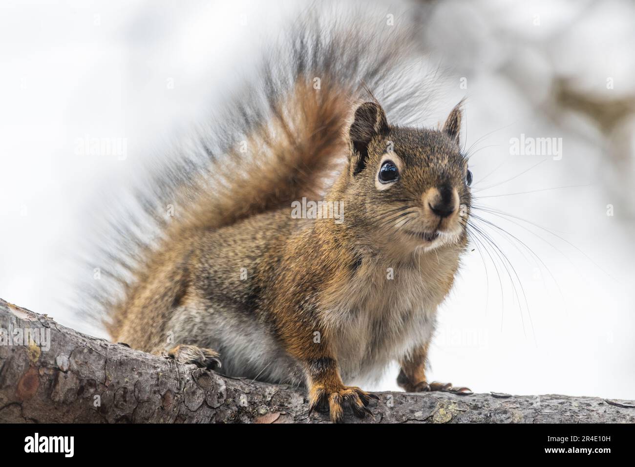 Arctic ground squirrel seen in northern Canada in the wild with close up shots and blurred ...