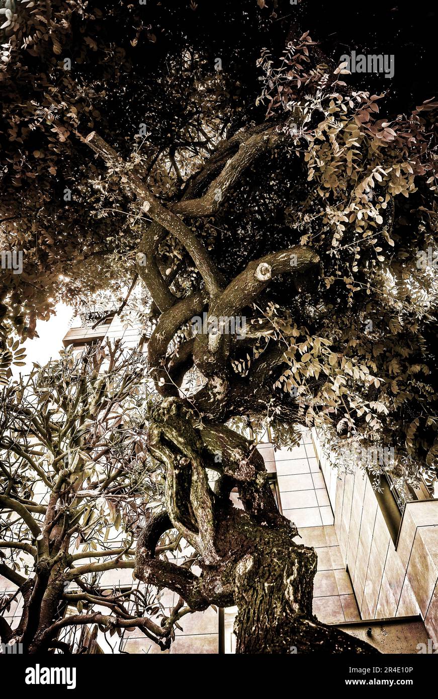 Twisted branches of a tree hi-res stock photography and images - Alamy
