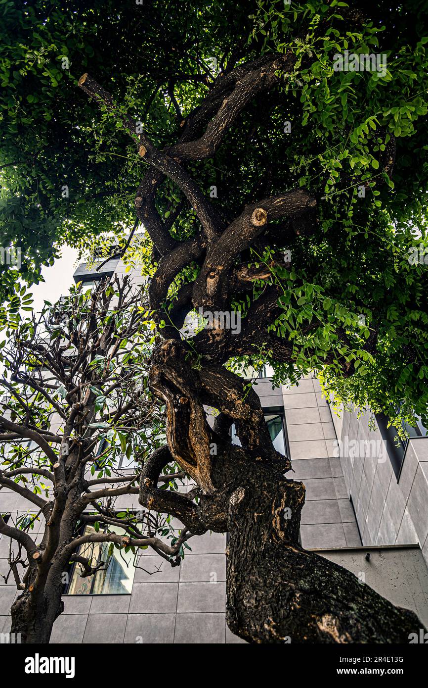 Italy Piedmont Turin - intertwined branches of a tree in the city Stock ...