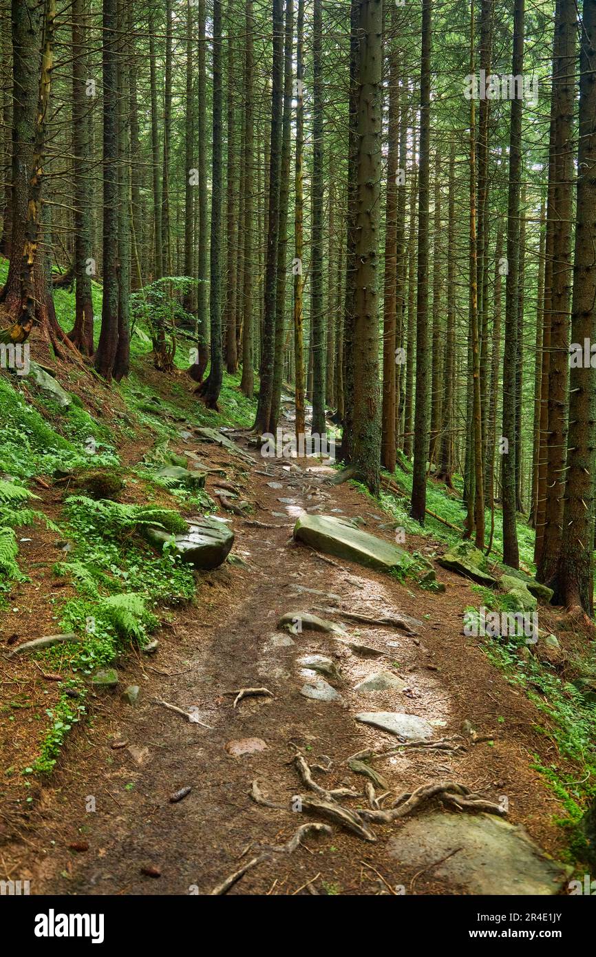 Hiking in the mountains. Beautiful stone pathway on a hiking track ...