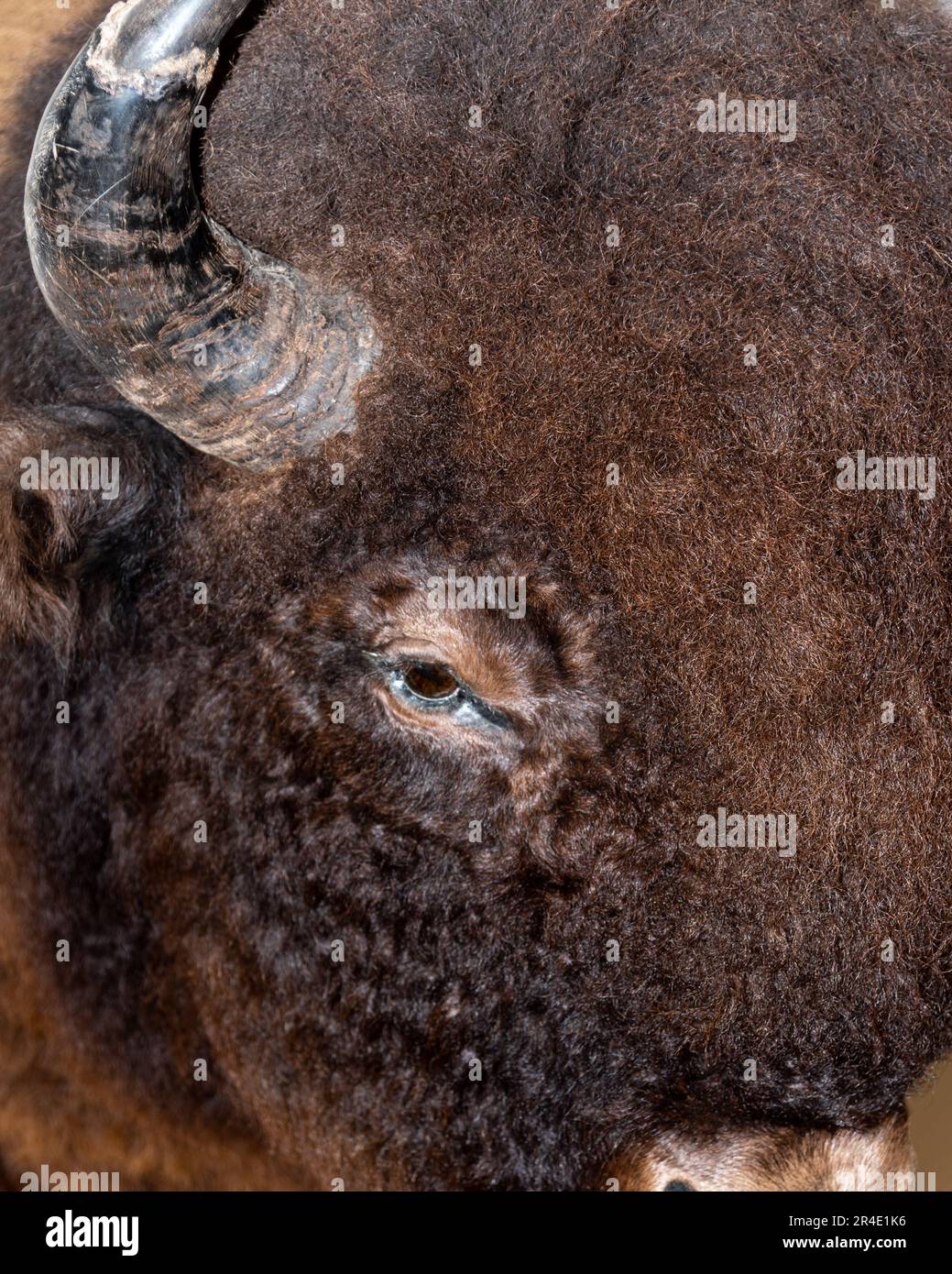Close up of stuffed taxidermy bison head with large face filling frame ...