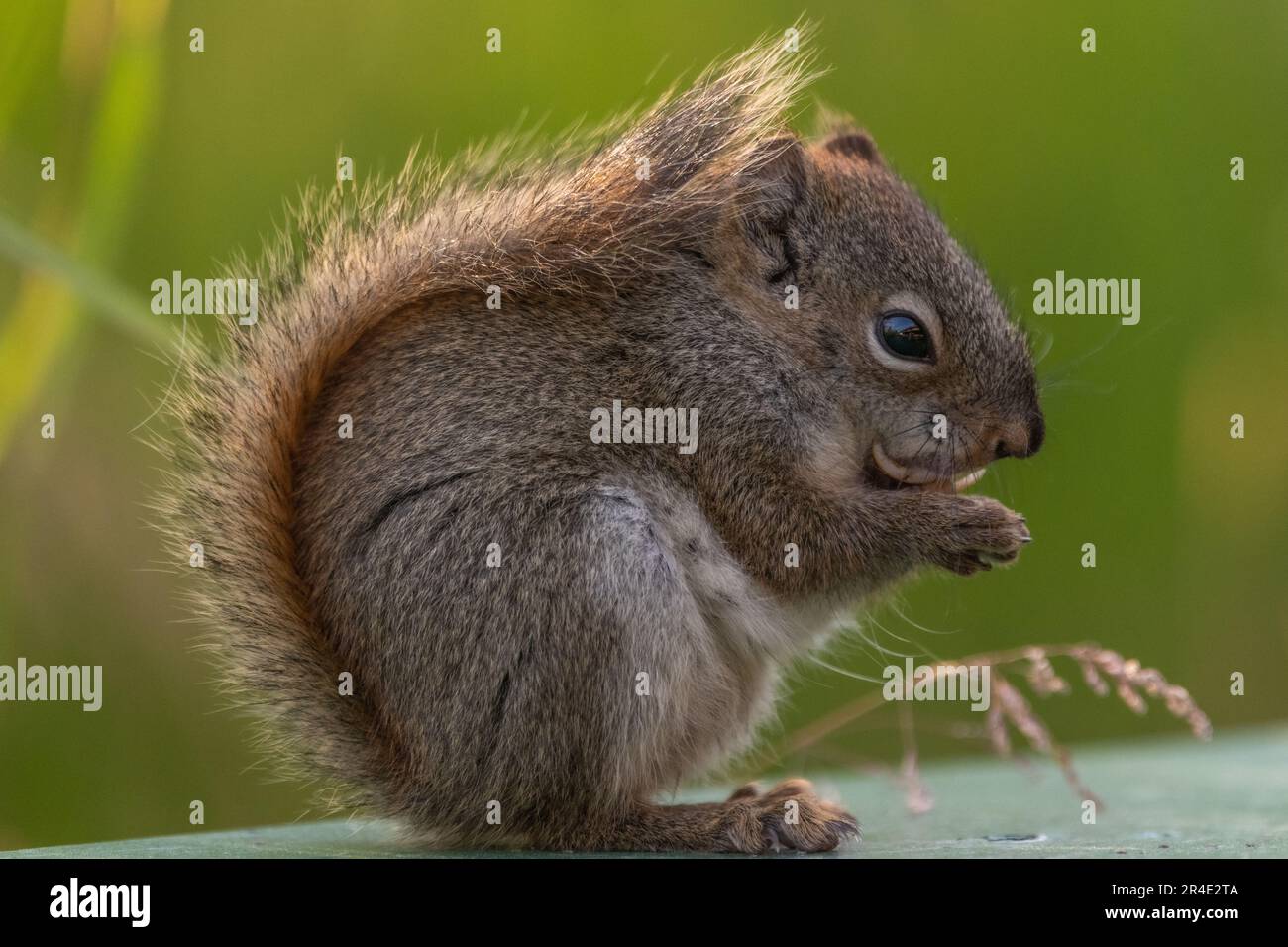 Arctic ground squirrel seen in northern Canada in the wild with close ...