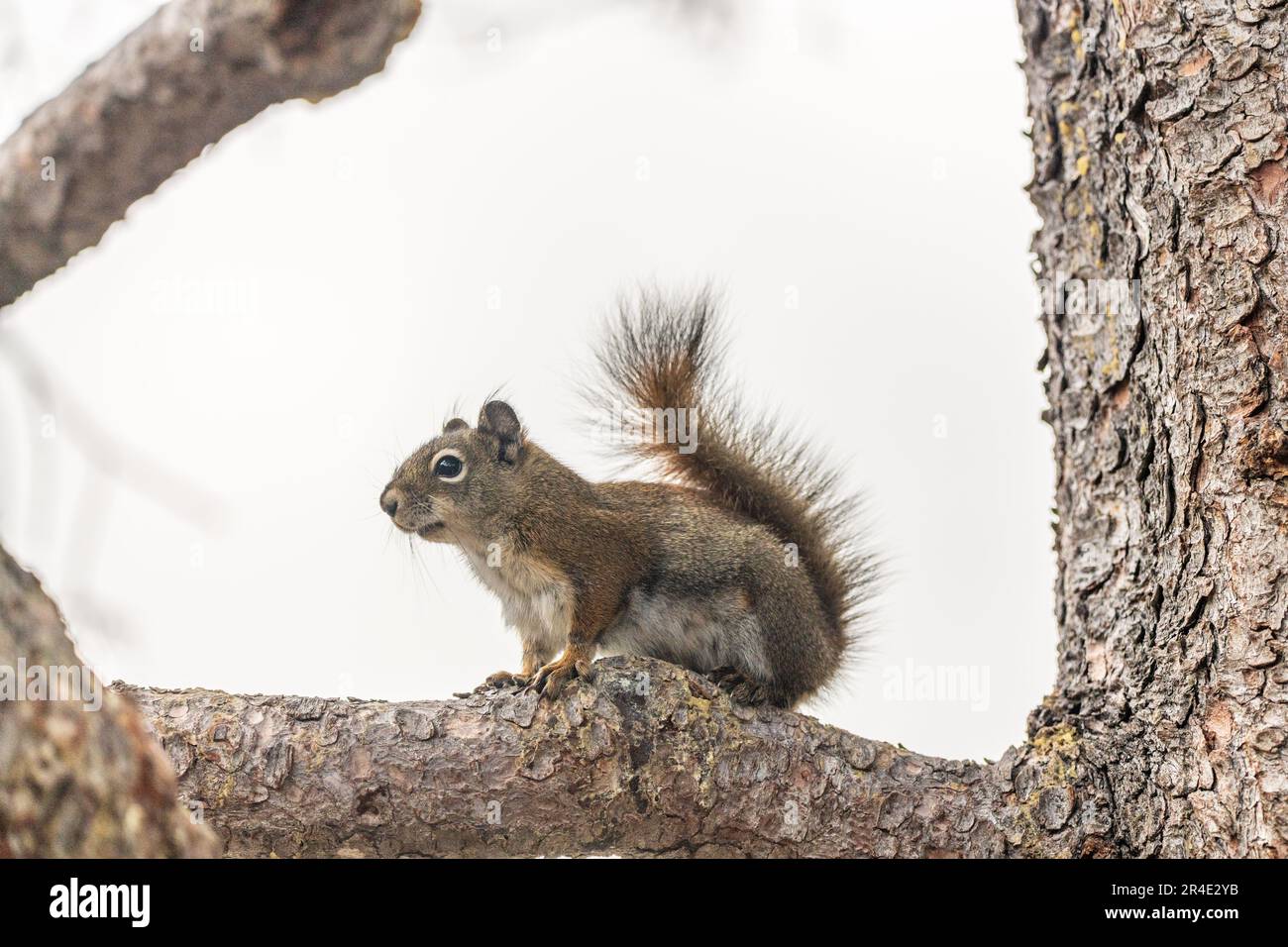 Arctic ground squirrel seen in northern Canada in the wild with close ...