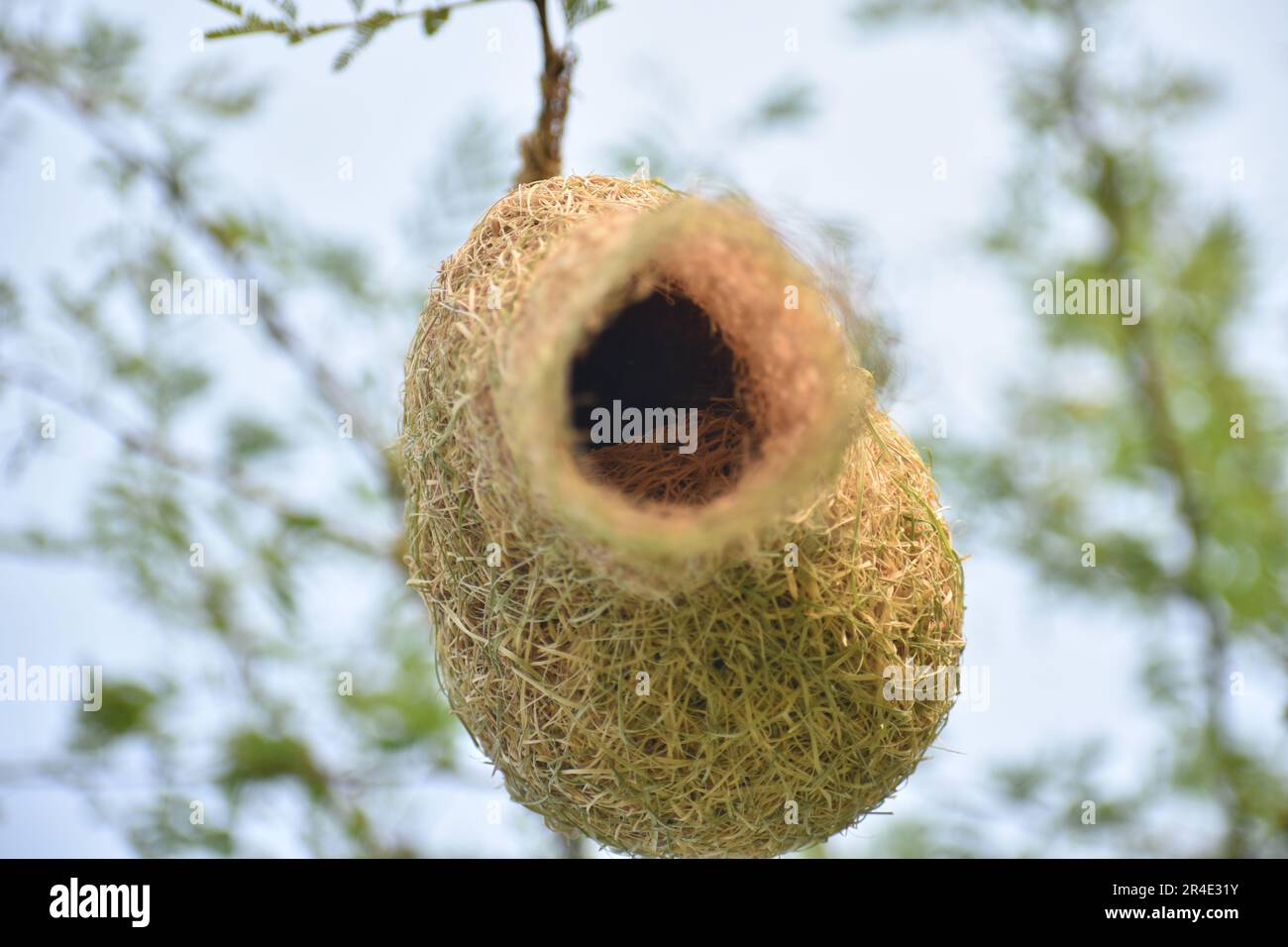 The beauty of the birds nest Stock Photo - Alamy