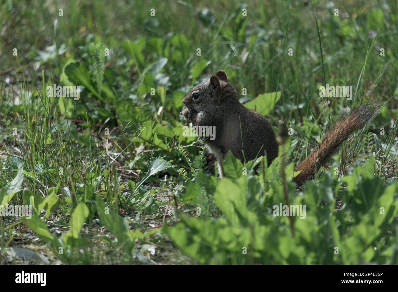 Arctic ground squirrel seen in northern Canada in the wild with close ...