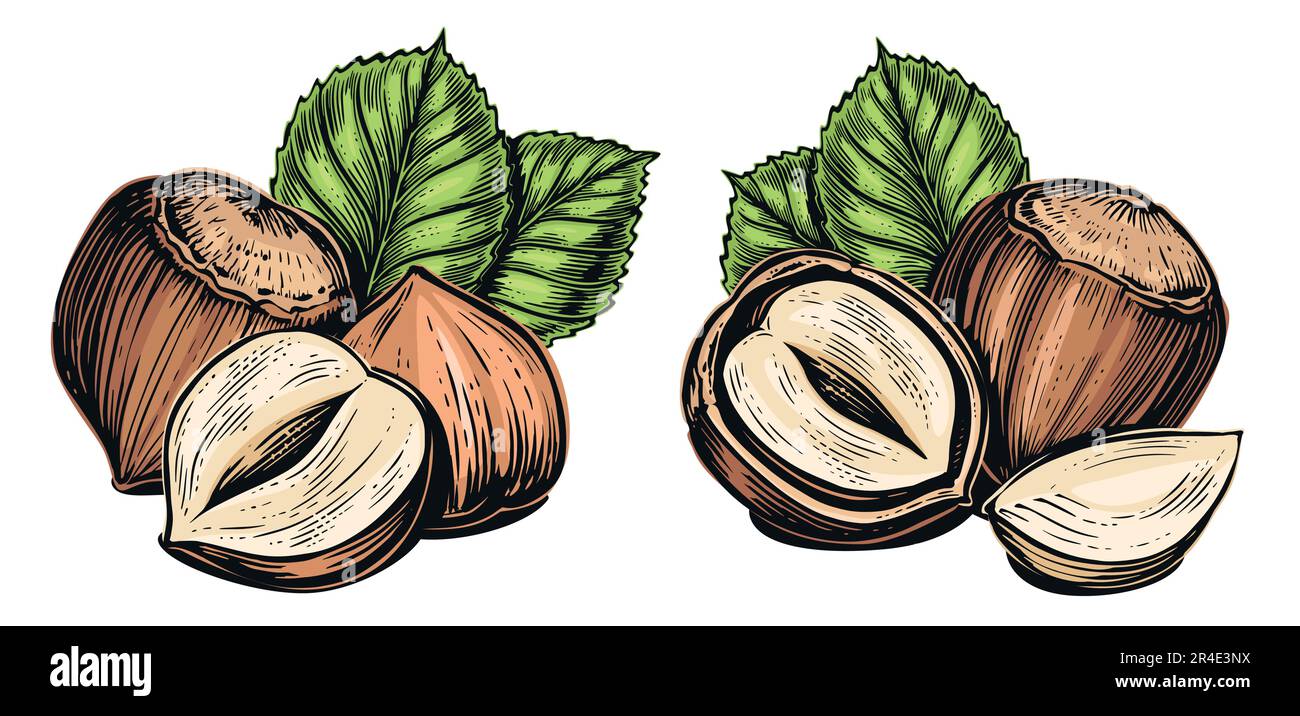 Ripe hazelnuts with green leaves. Nuts flavor ingredient. Color vector ...