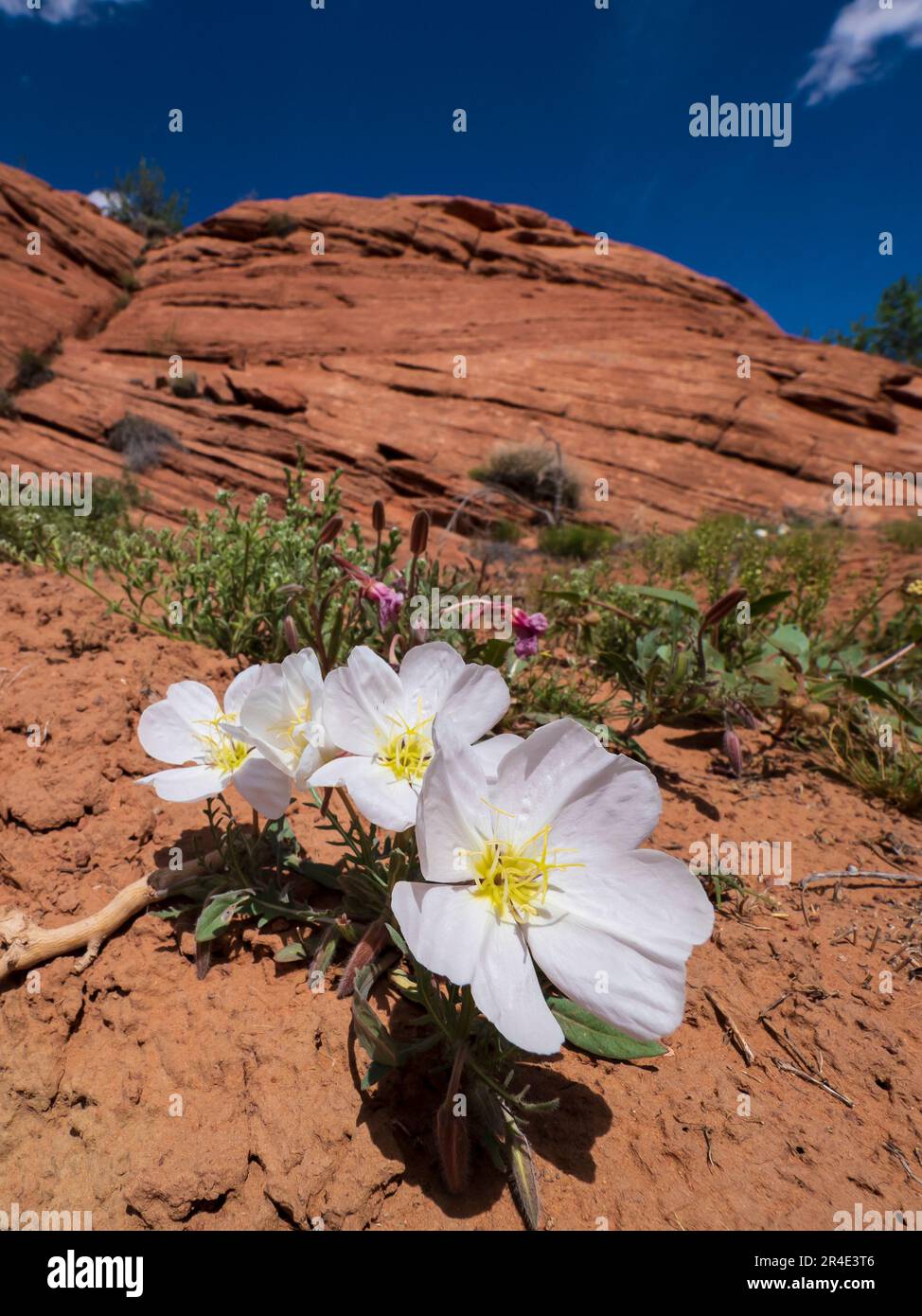 Evening primrose blossoms, Dry Fork of Coyote Gulch, Grand Staircase ...