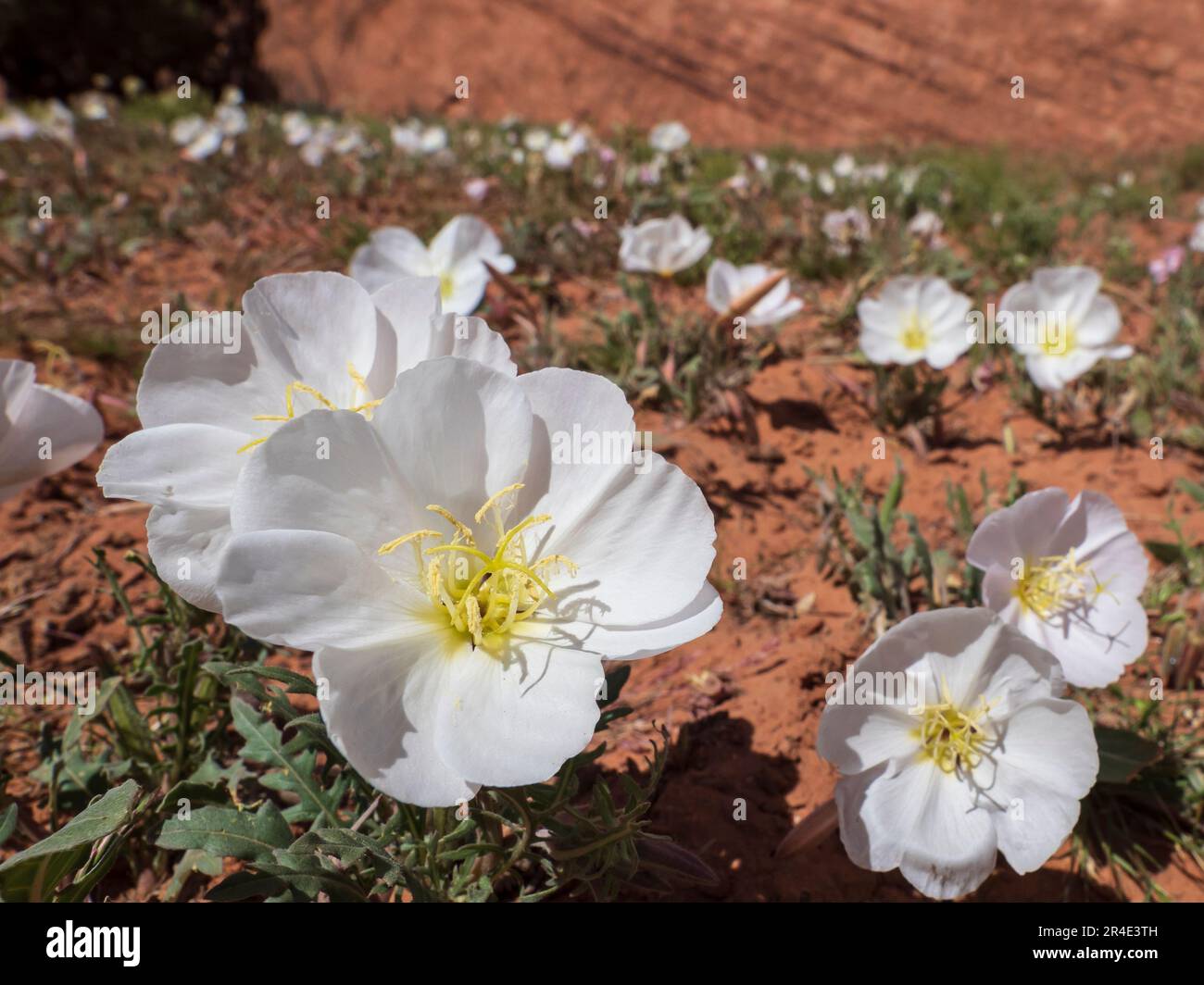 Evening primrose blossoms, Dry Fork of Coyote Gulch, Grand Staircase ...