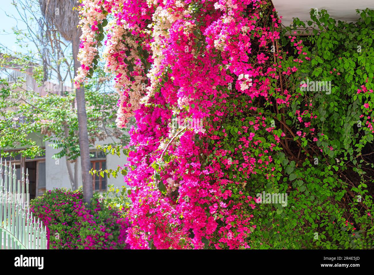 Hanging Flower growing blooming . Rustic outdoors with blooming plants ...