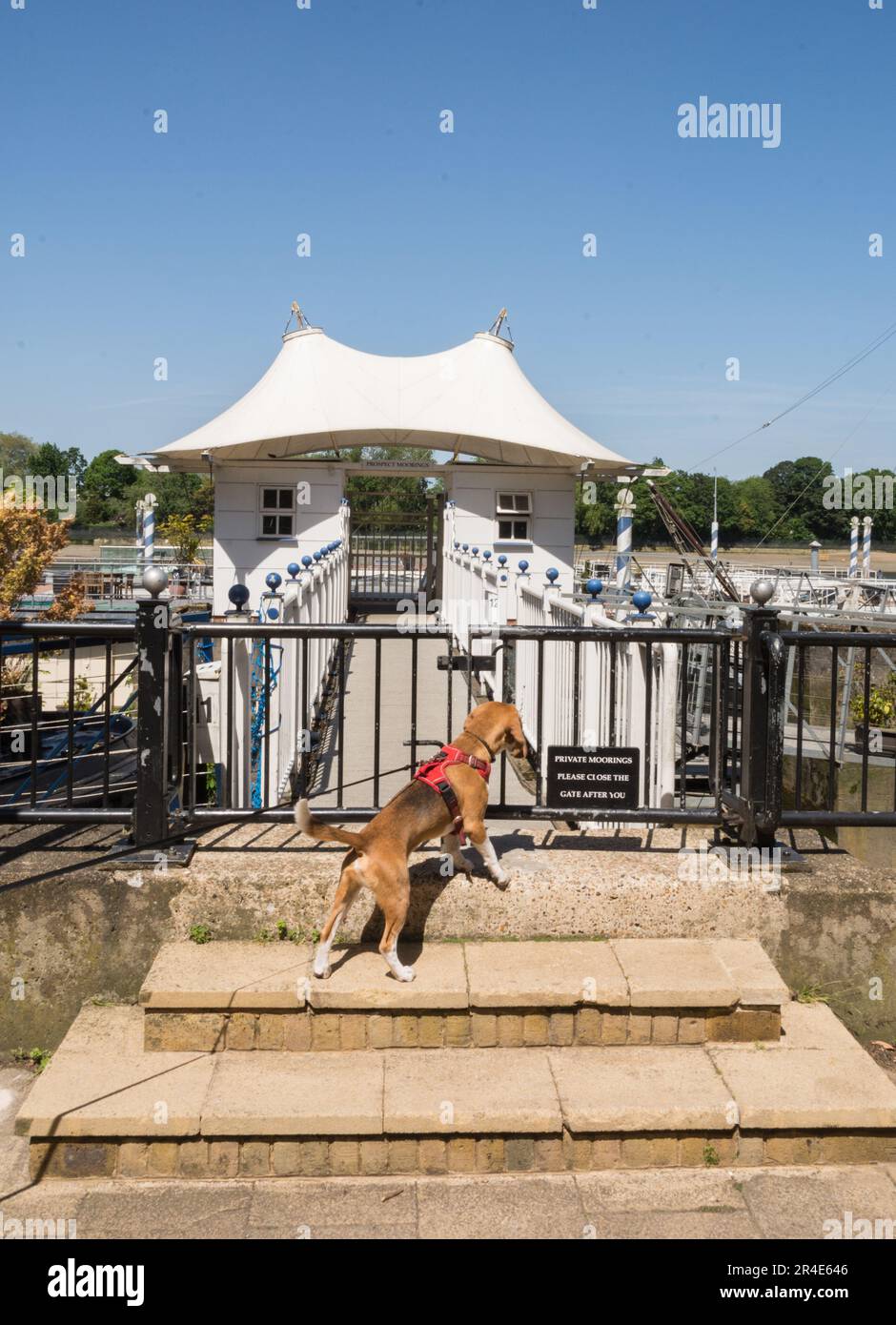 A beagle dog straining on its leed to enter Prospect Private Moorings ...