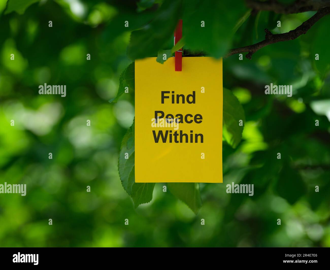 Peace branch within hi-res stock photography and images - Alamy