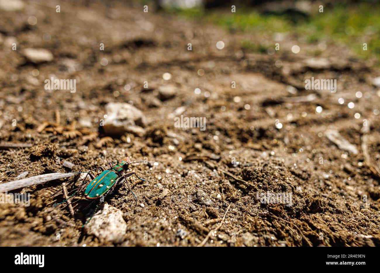 Green insect walking on earth Stock Photo - Alamy