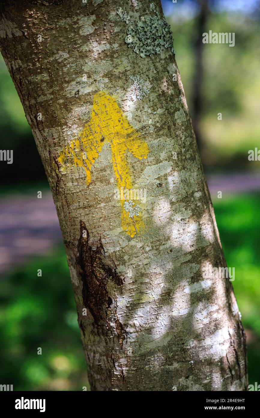 Arrow on a tree trunk hi-res stock photography and images - Alamy
