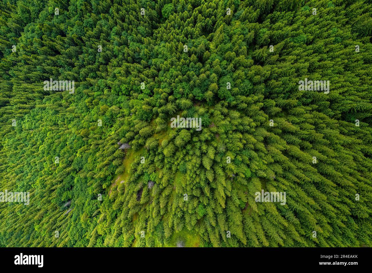 Conifer forest from above. Plantation of spruce trees. Top down aerial ...