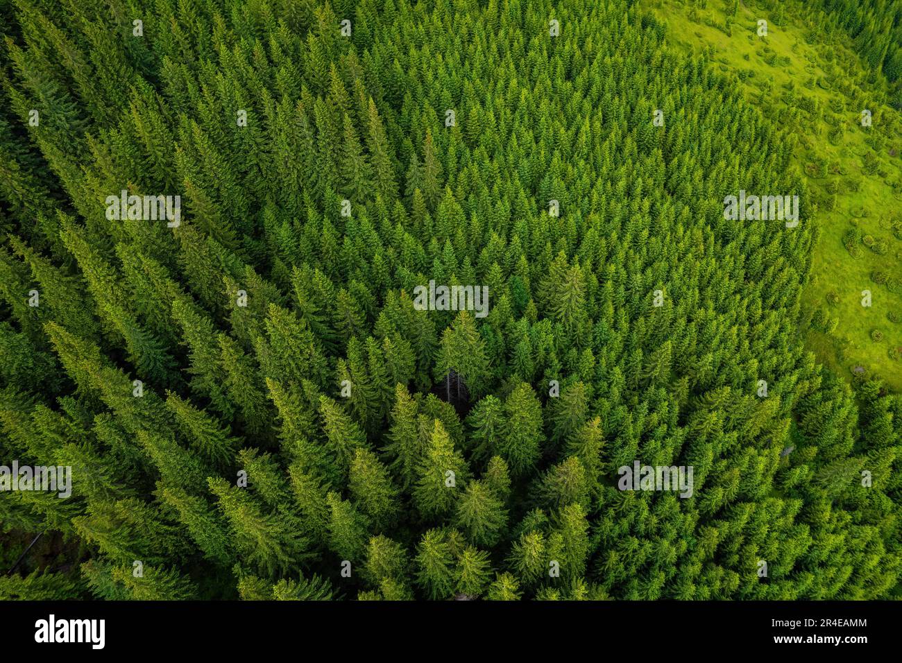 Pine tree tops seen from a drone. Background forest view from above ...