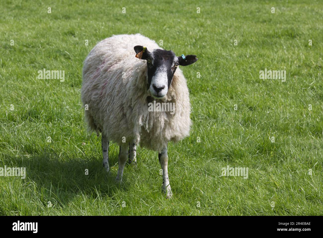 Blacked faces ewe hi-res stock photography and images - Alamy