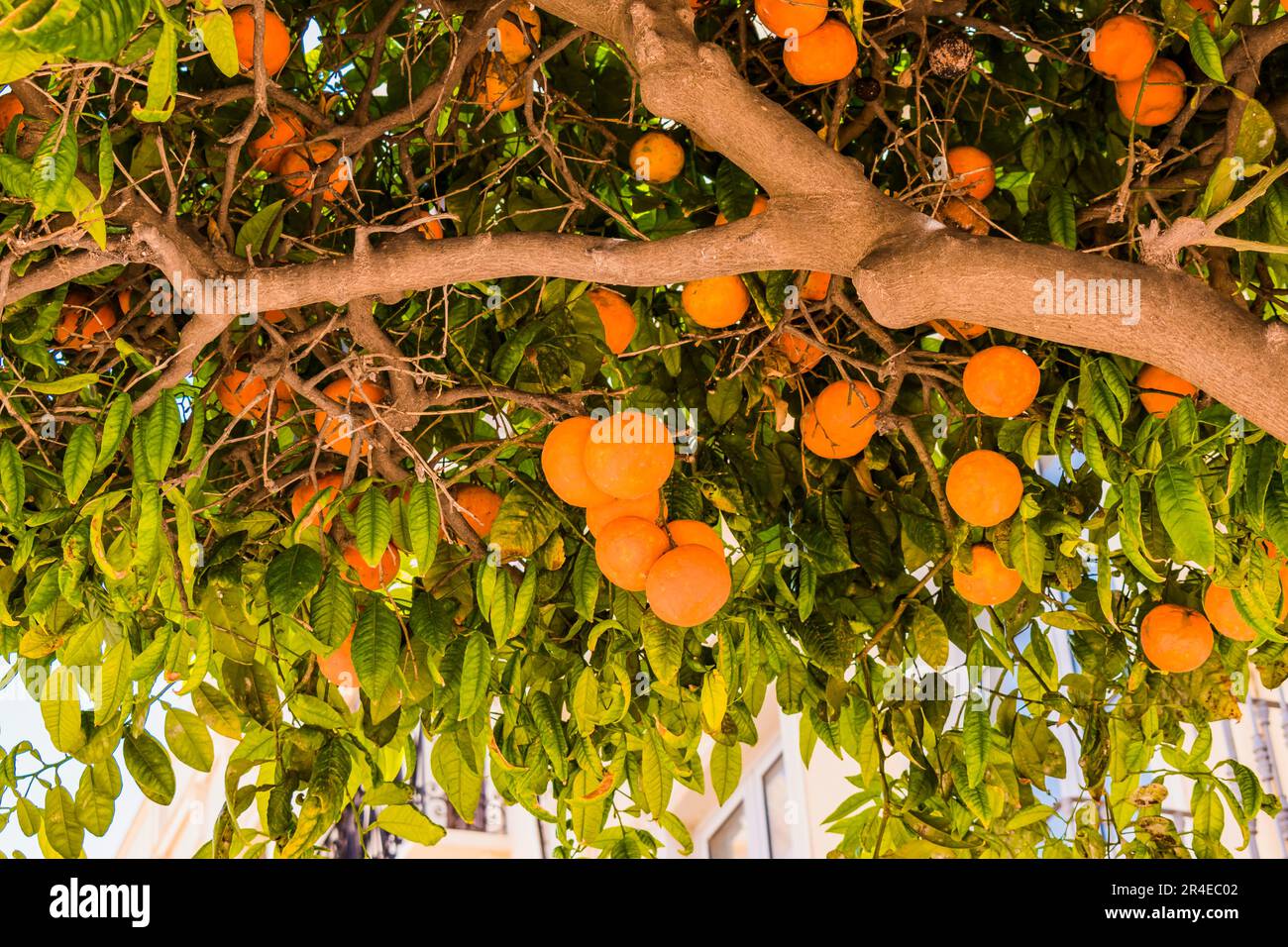 Orange tree in the street of Melilla. Orange trees are widely used for ...