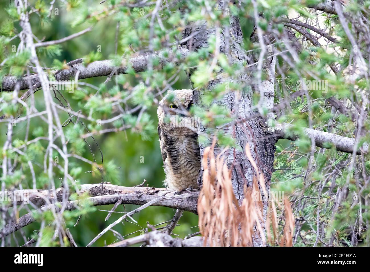 Great Horned Owl Immature Peeking behind tree trunk Stock Photo - Alamy