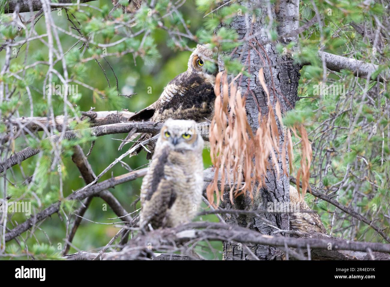 Great Horned Owl Immature Peeking behind tree trunk Stock Photo - Alamy