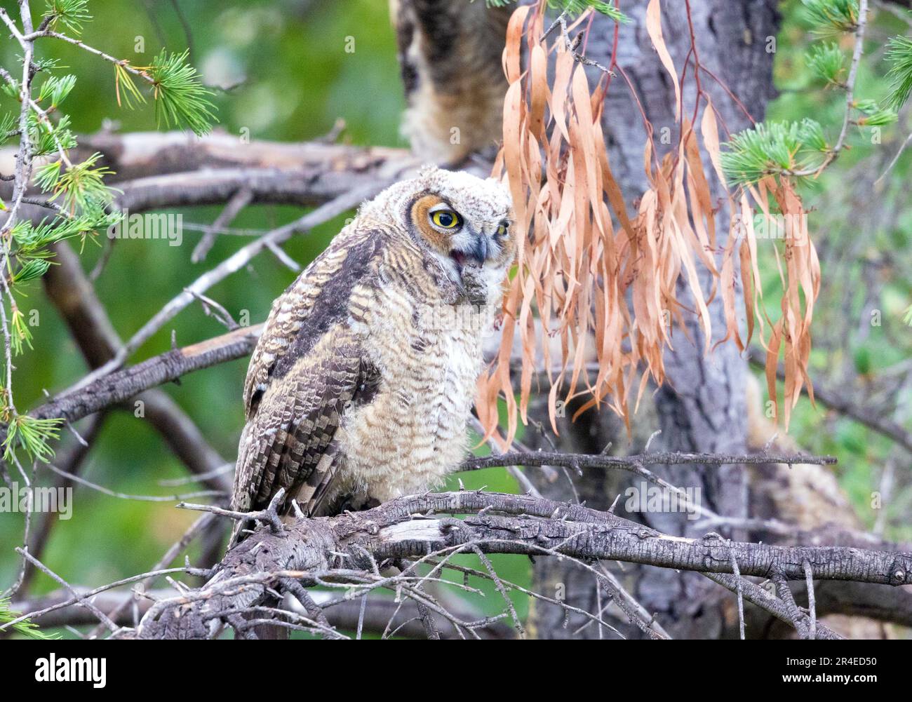 Great Horned Owl Pellet Great Horned Owls