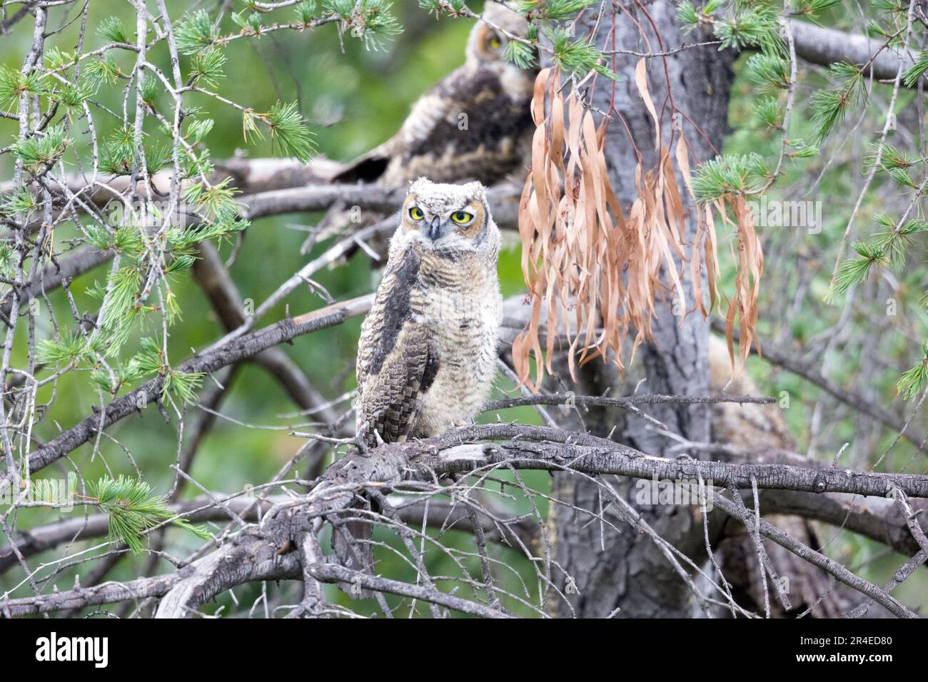 Great horned owl immature owlet hi-res stock photography and images - Alamy