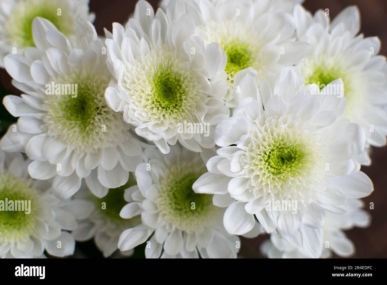 White chrysanthemum flowers bouquet of flowers in close-up Stock Photo ...