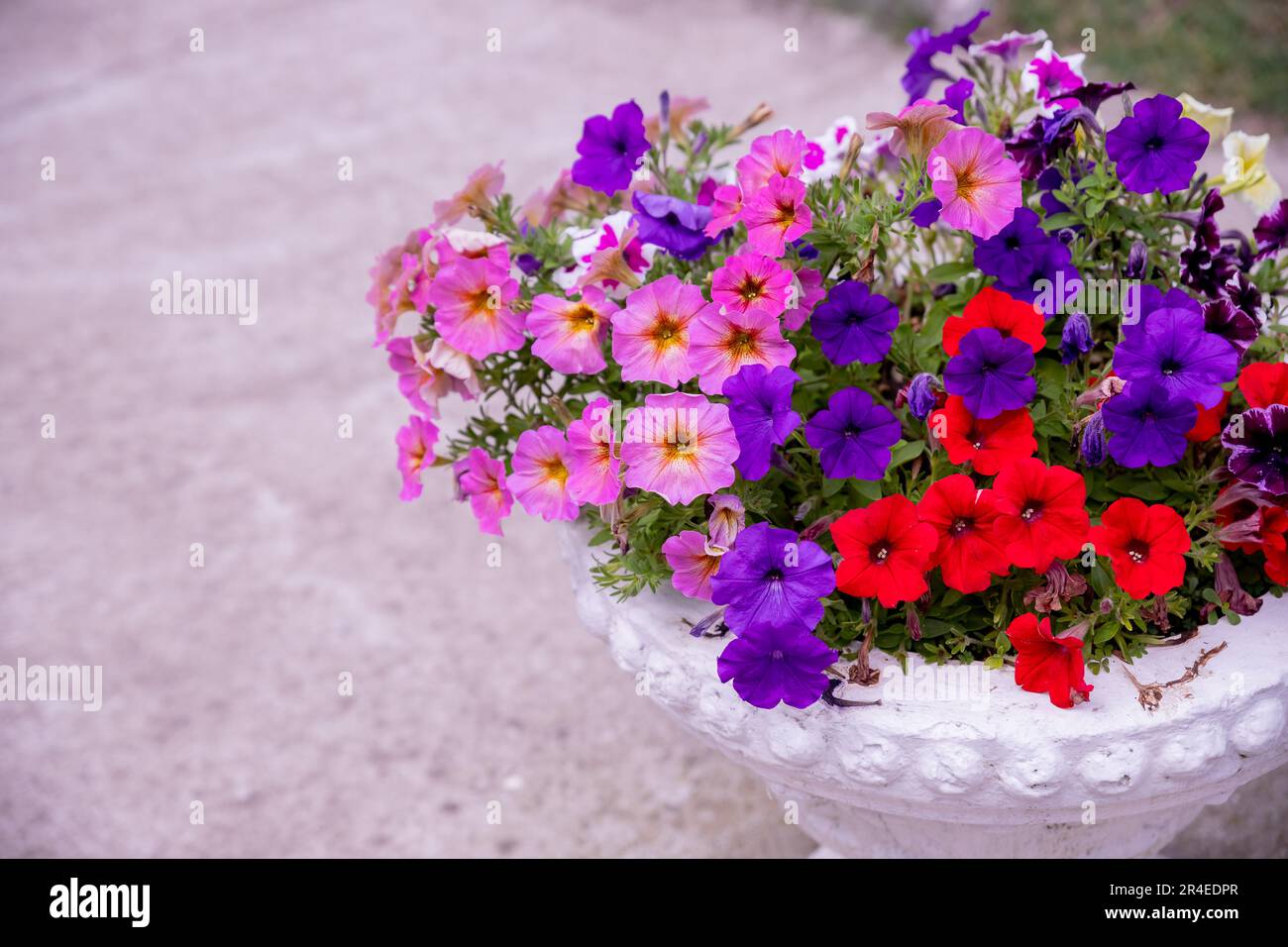 flower arrangement of burgundy petunias with black veins, white verbena ...