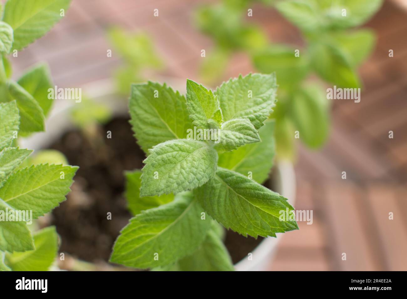Top view peppermint plant hi-res stock photography and images - Alamy