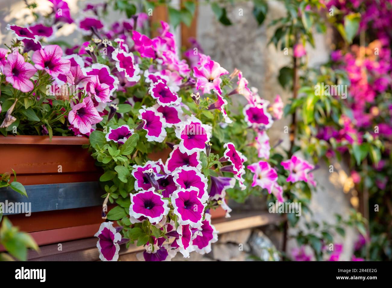 flower arrangement of burgundy petunias with black veins, white verbena ...