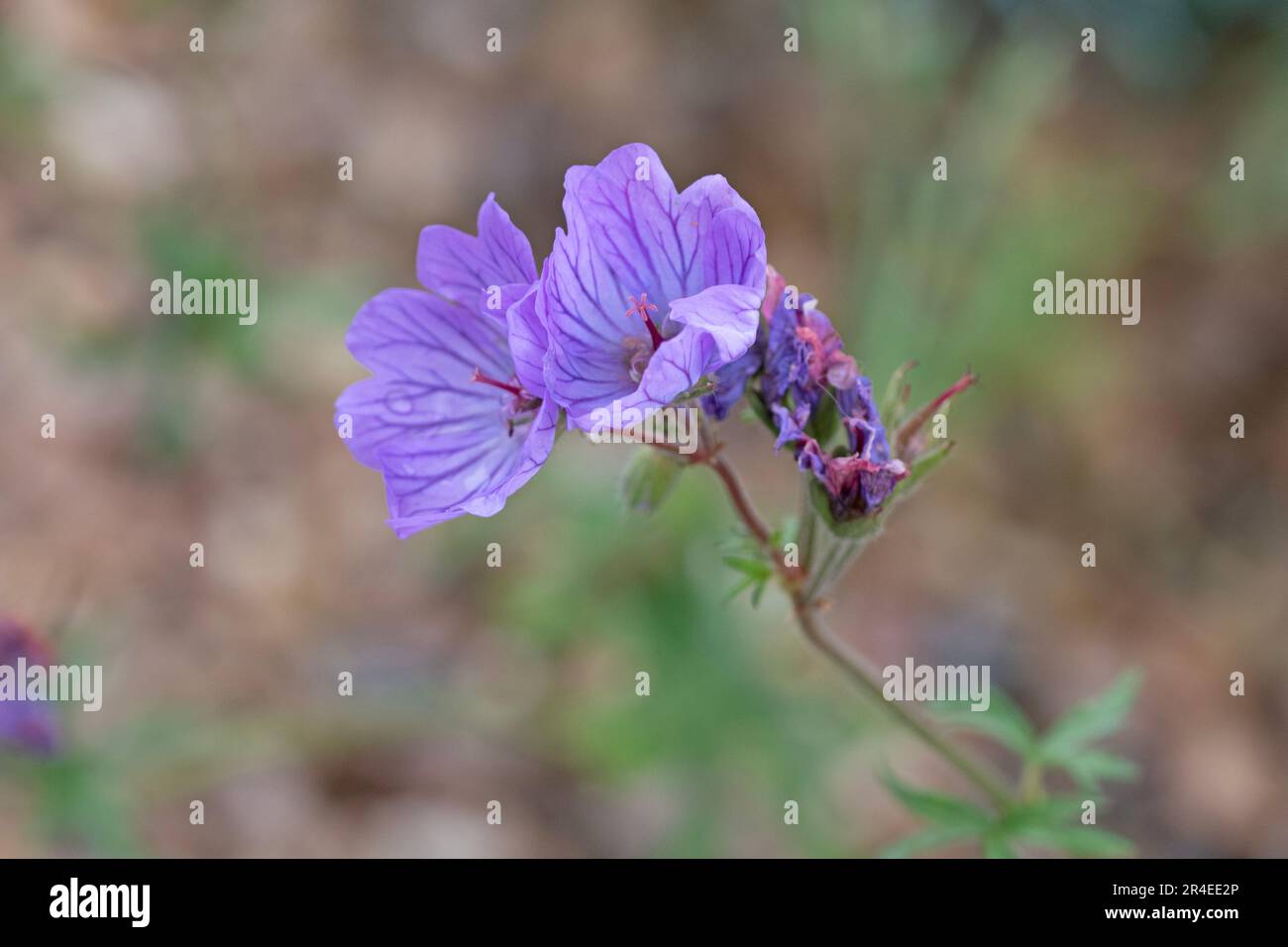 Sticky purple geranium. Close up macro image of flowers. Geranium ...
