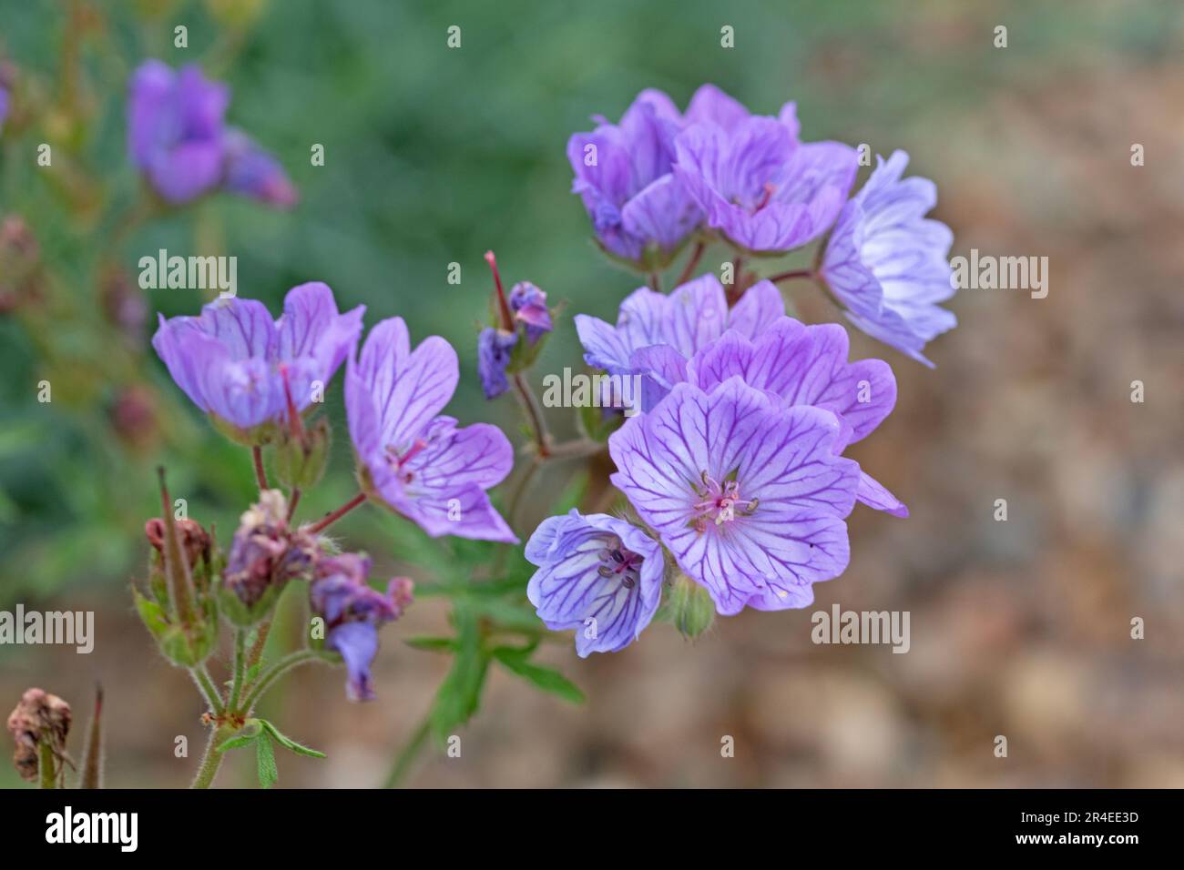 Sticky purple geranium. Close up macro image of flowers. Geranium ...