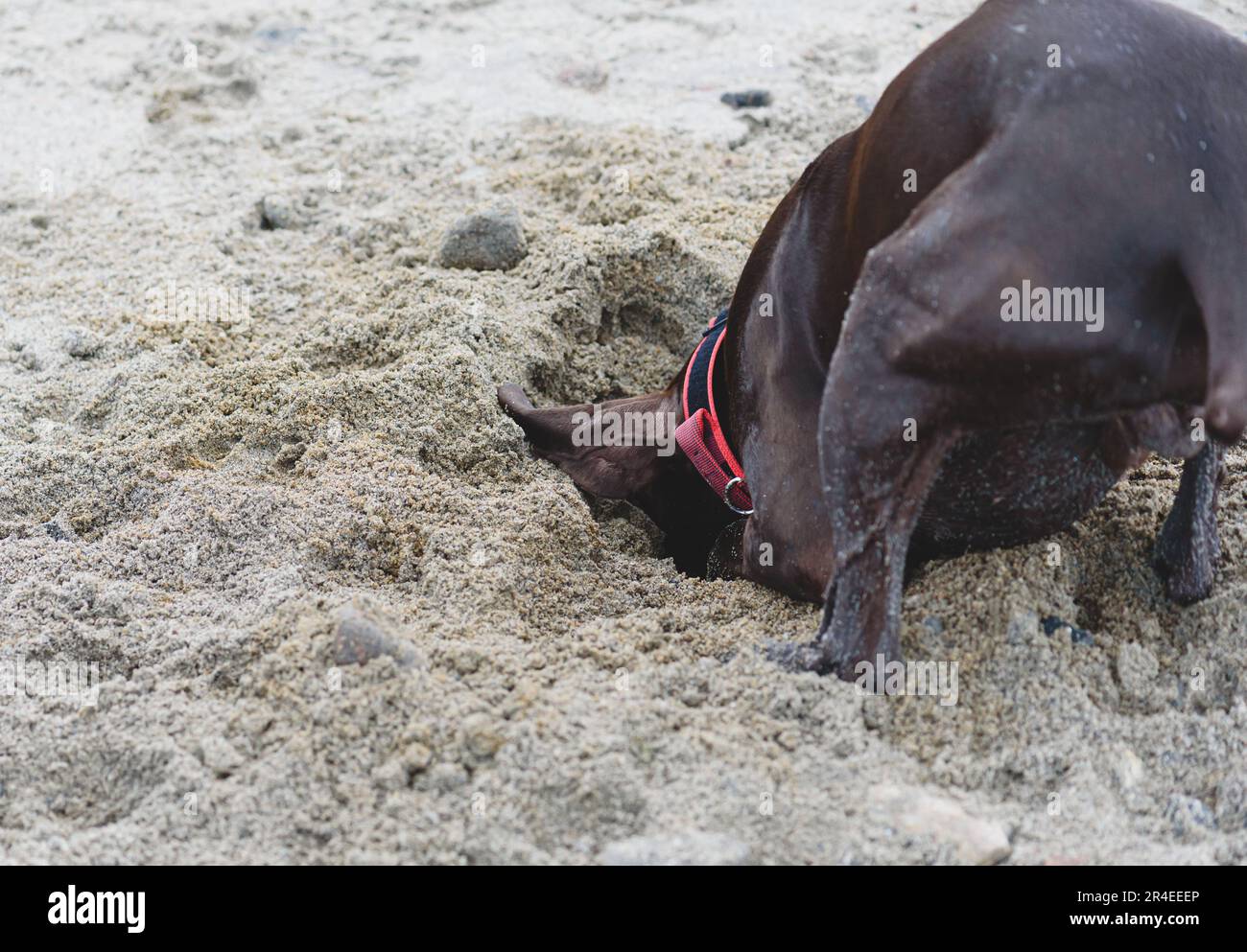 German Shorthaired Pointer dog puppy digging in sand on sea beach Stock ...