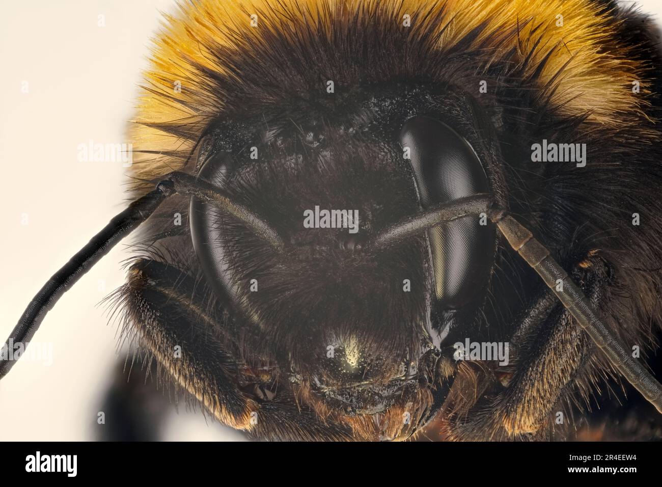 Bombus lucorum nest hi-res stock photography and images - Alamy