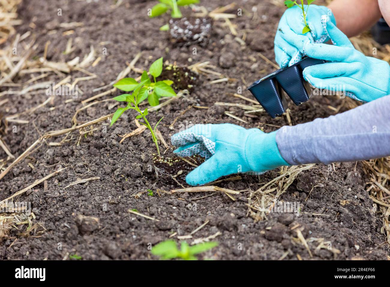 Hands planting new vegetables in garden soil Stock Photo - Alamy