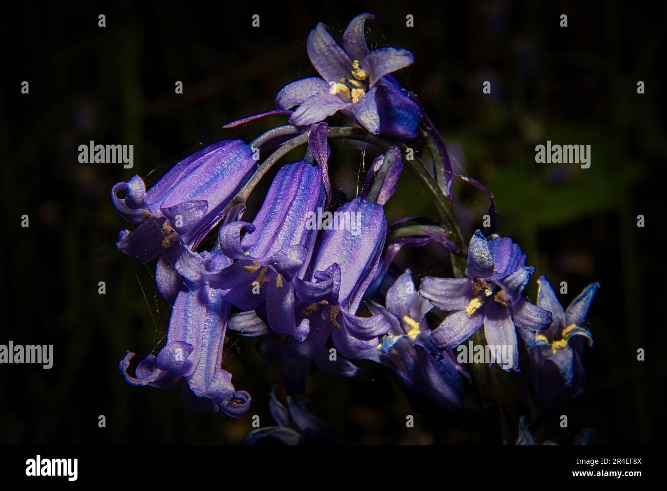 Woodland ground flora hi-res stock photography and images - Alamy