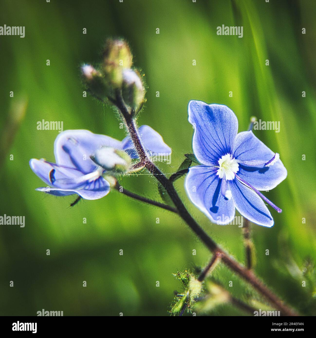 Woodland ground flora hi-res stock photography and images - Alamy
