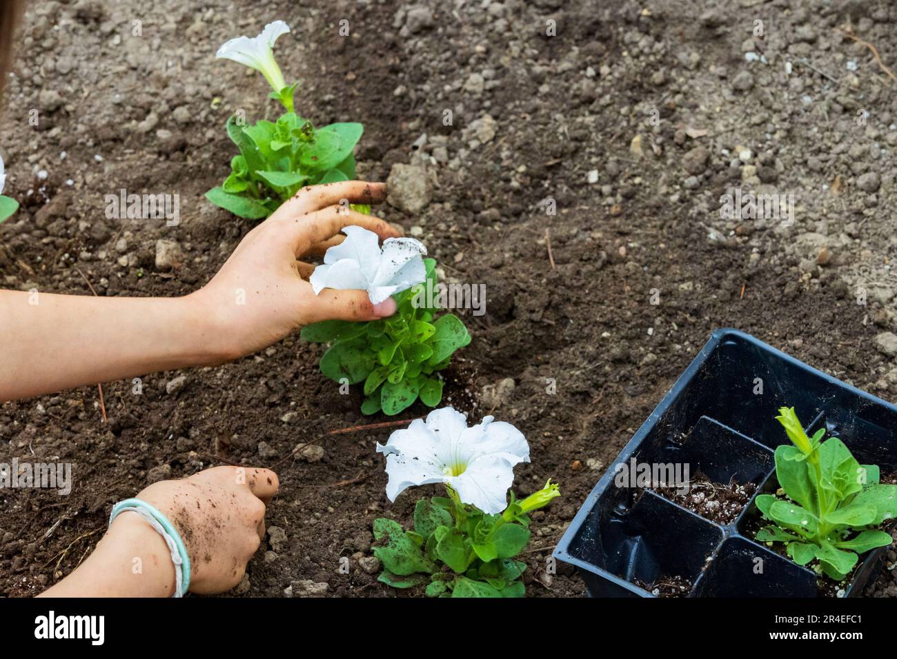Hands planting new spring flowers in flowerbed Stock Photo - Alamy
