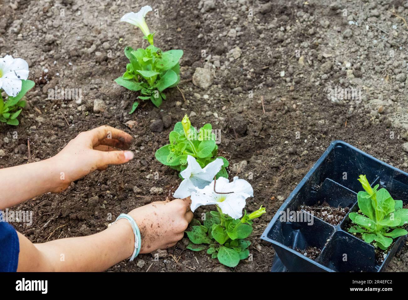 Planting new flower hi-res stock photography and images - Alamy