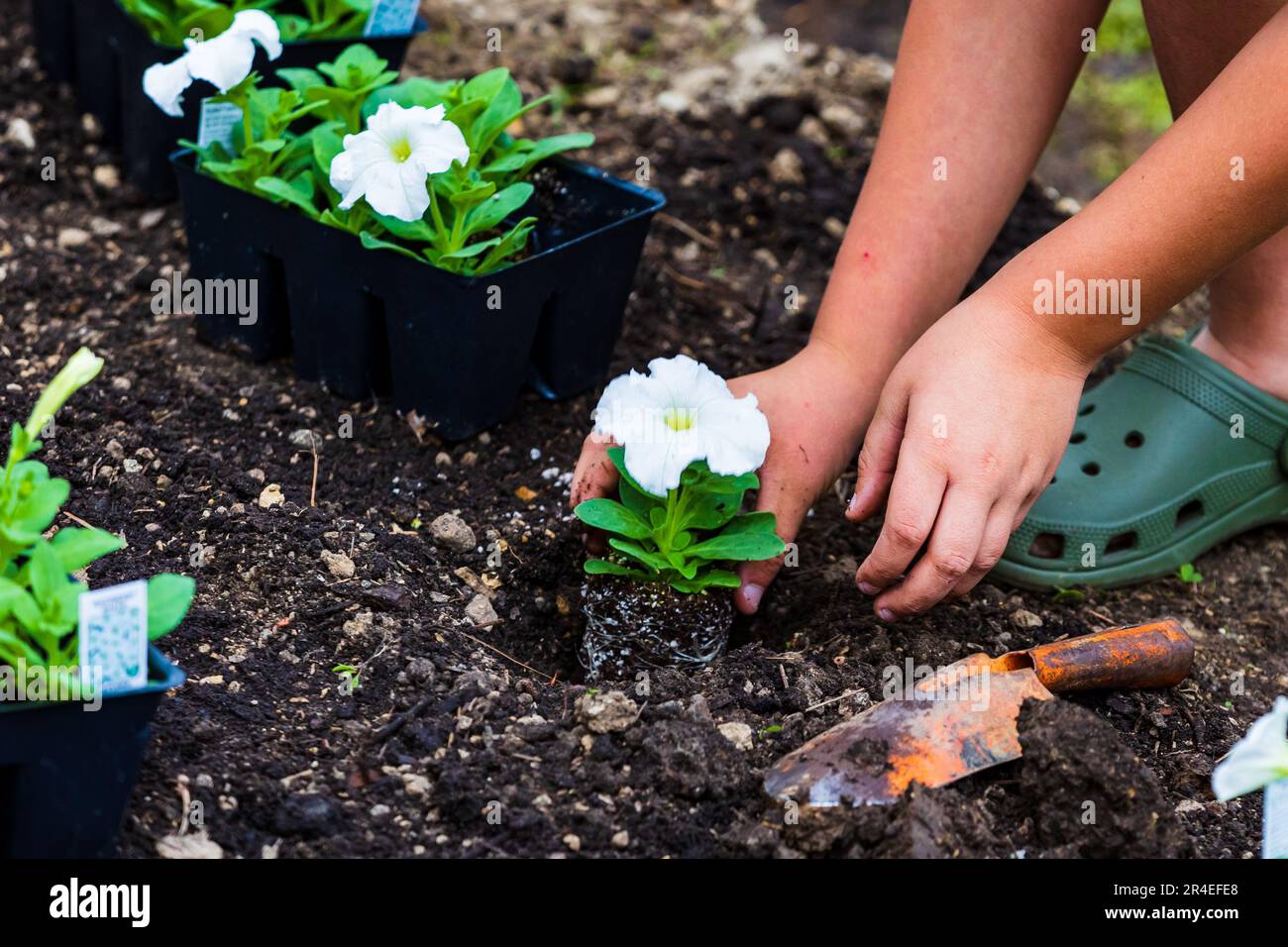 Planting spring flowers hi-res stock photography and images - Alamy