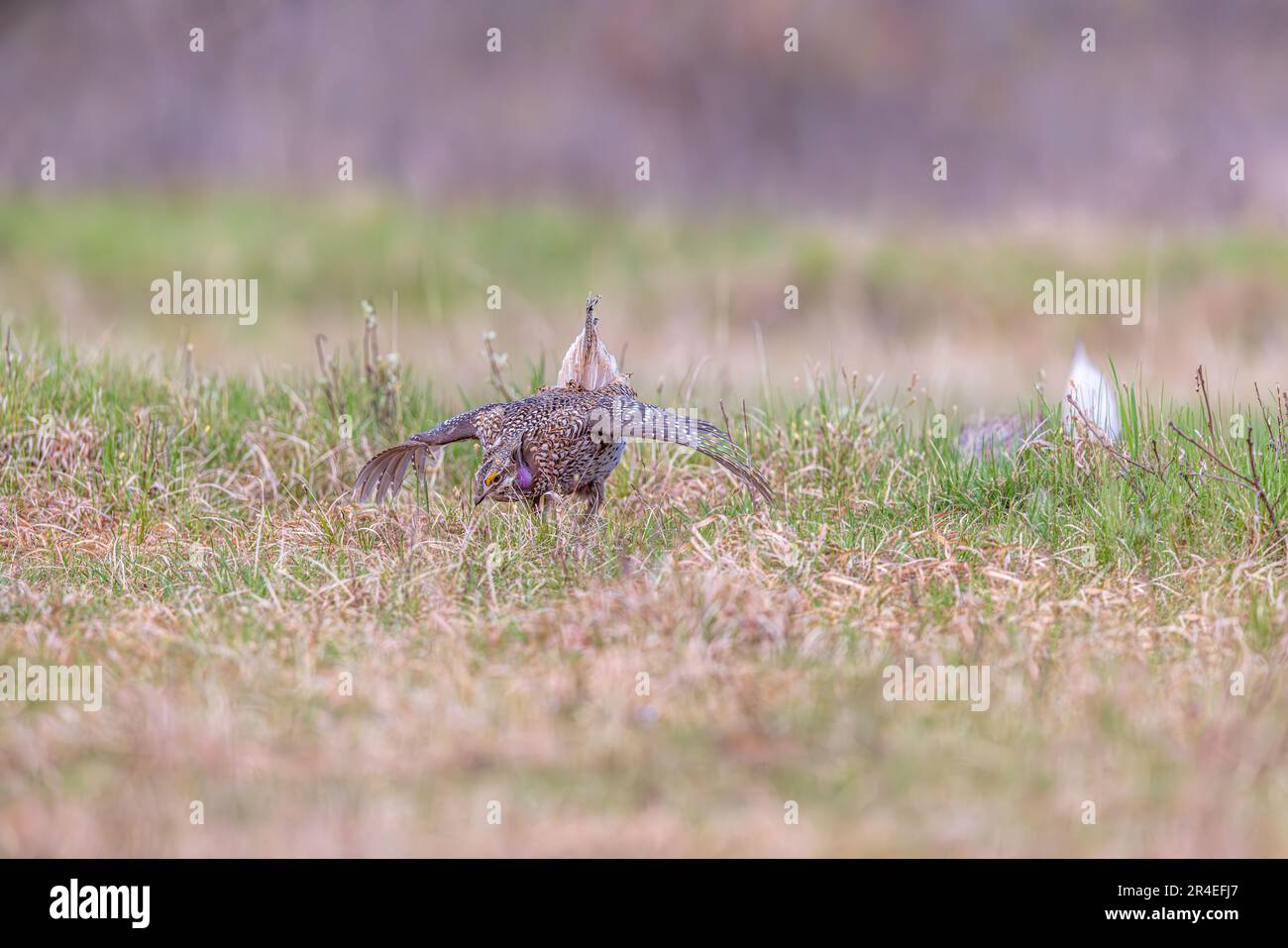 Sharp-tailed grouse in northern Wisconsin Stock Photo - Alamy