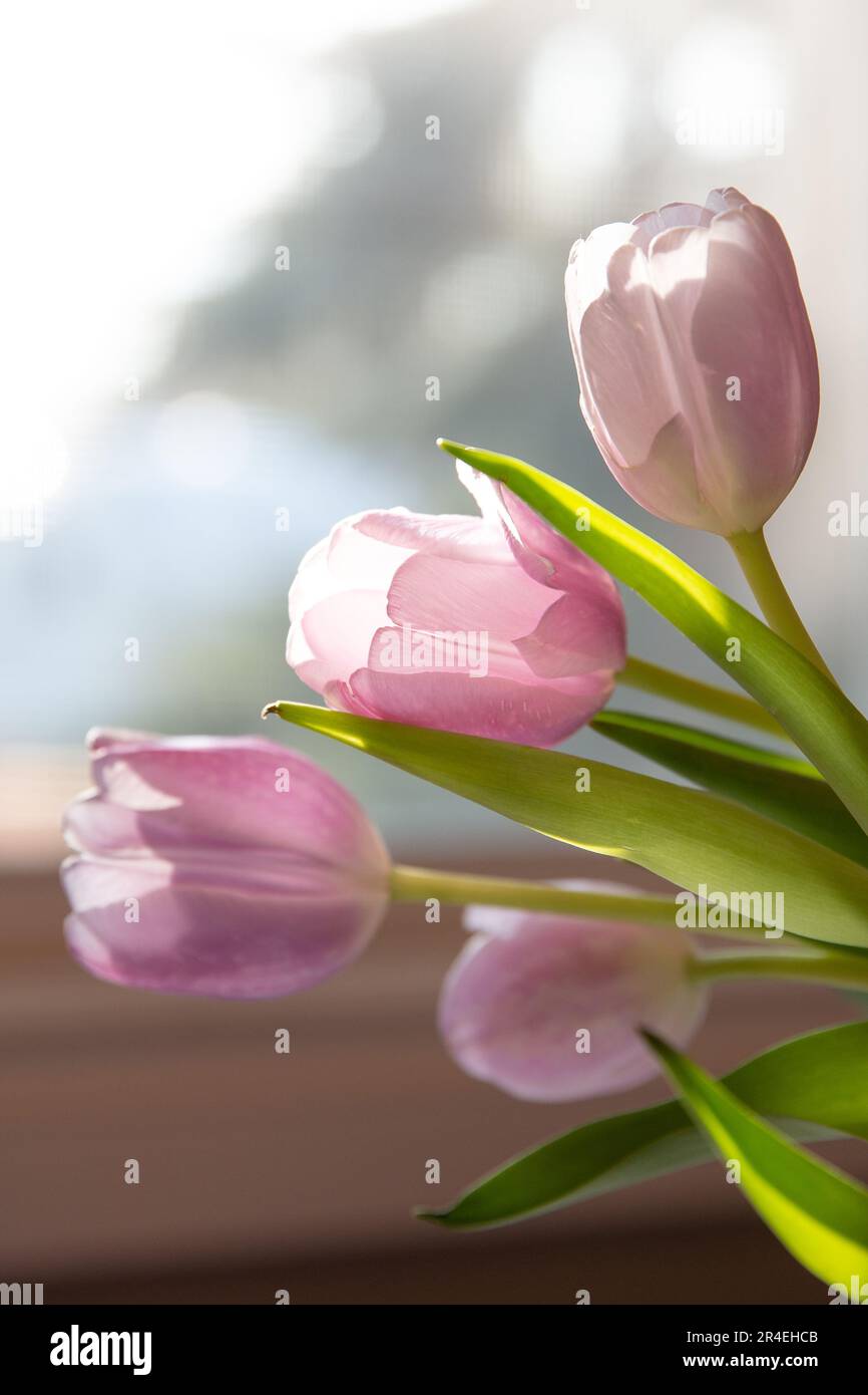 Pink tulips spring flowers hi-res stock photography and images - Alamy