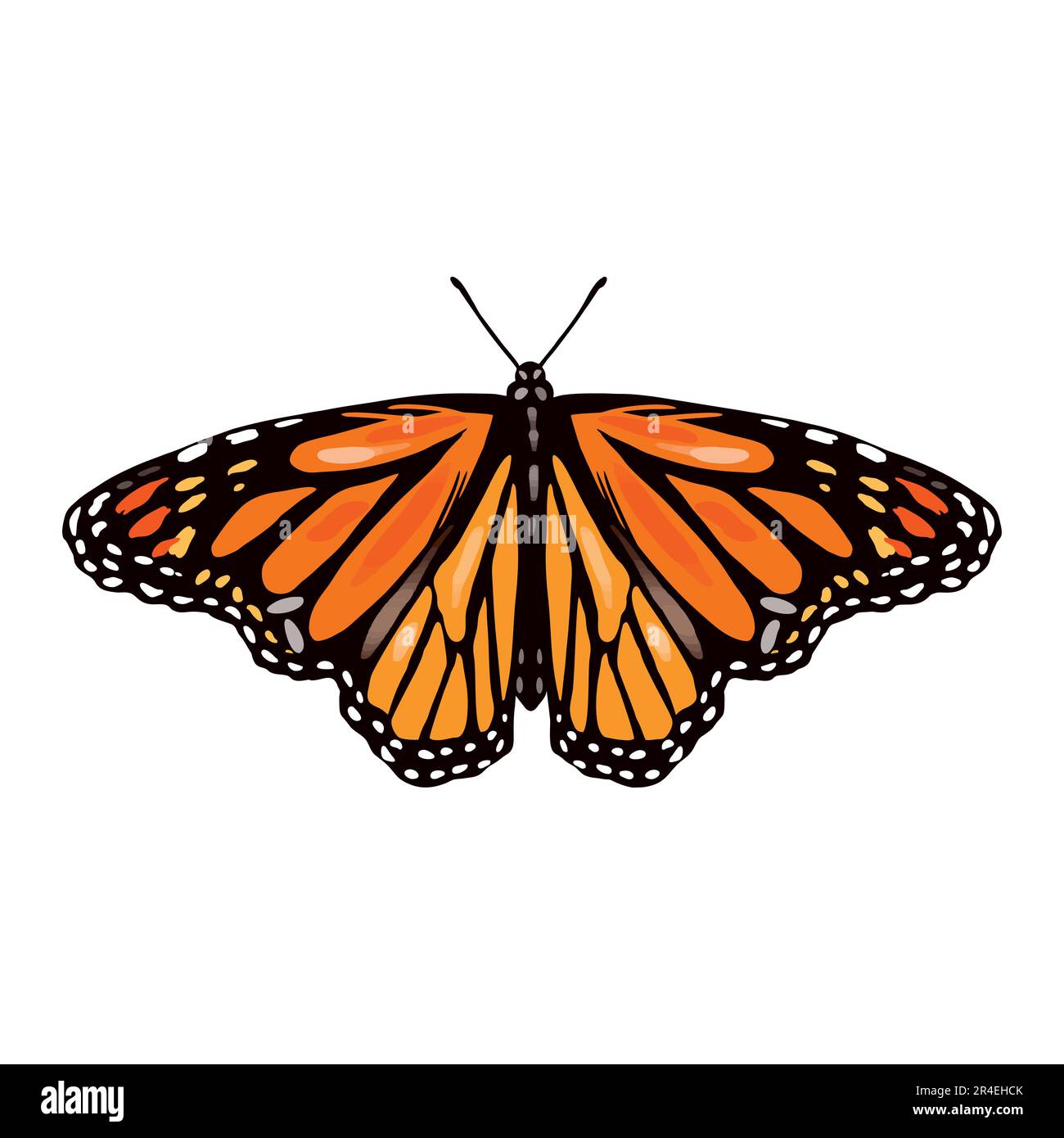 Monarch butterfly, front view. Vector illustration of insects, orange ...